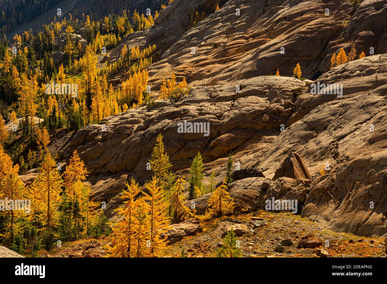 WA18595-00...WASHINGTON - Subalpine larch trees in fall colors and rock ...