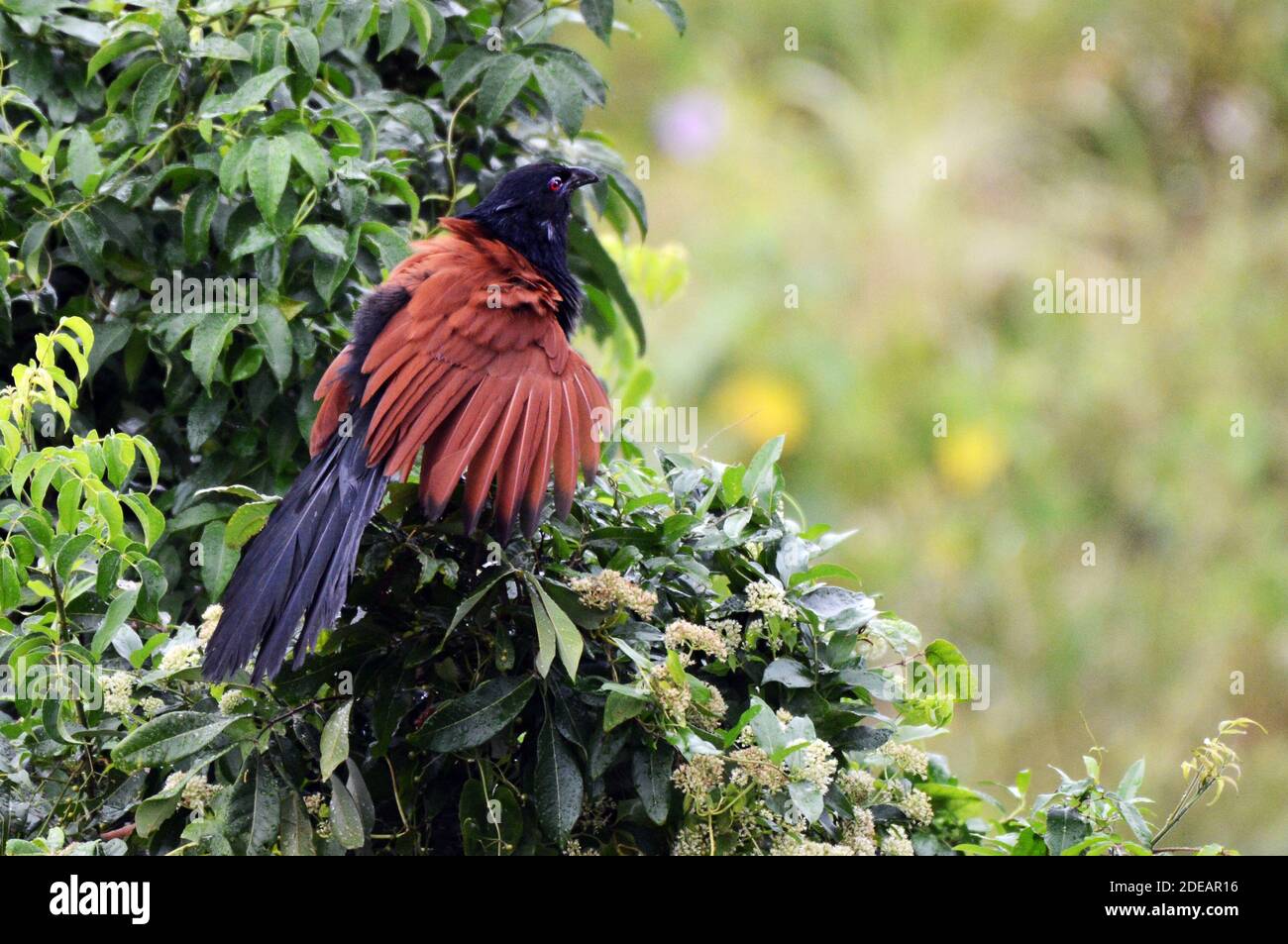 A Greater Coucal bird on Lamma island in Hong Kong Stock Photo - Alamy