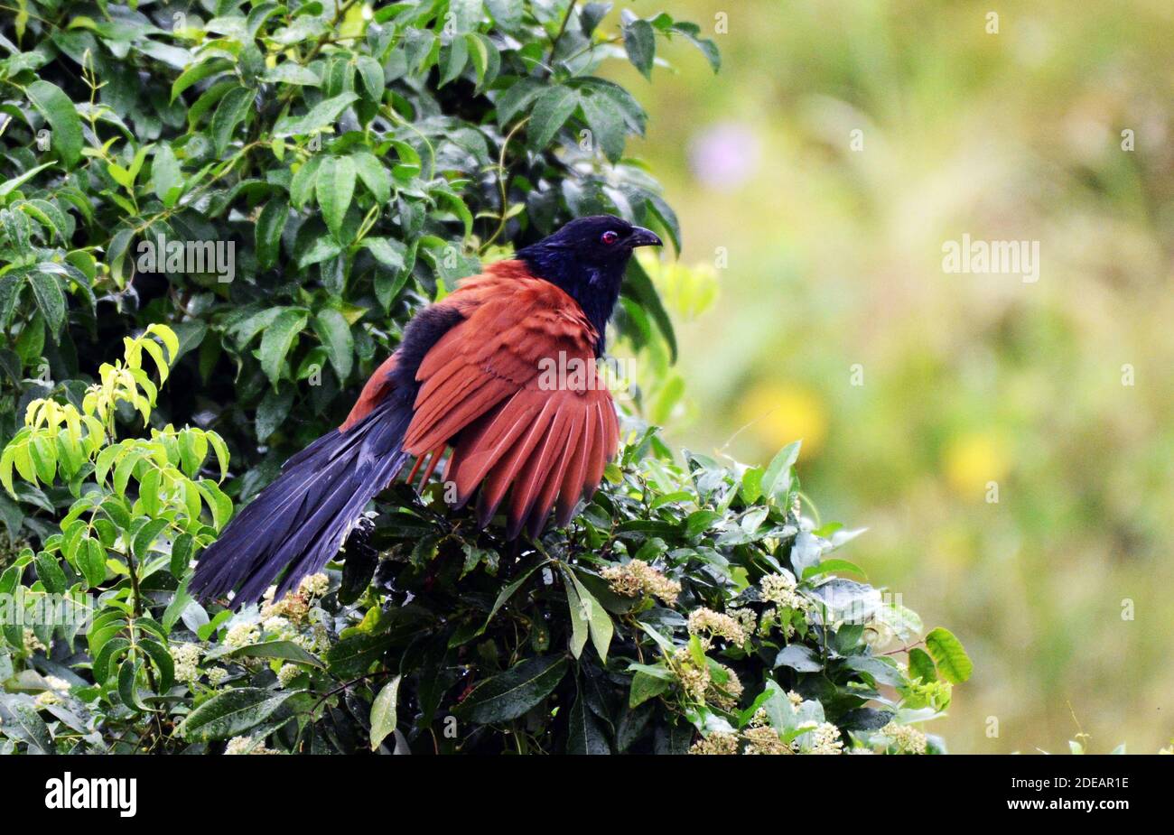 A Greater Coucal bird on Lamma island in Hong Kong Stock Photo - Alamy