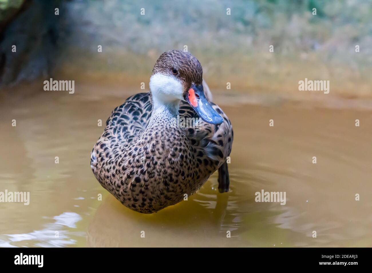 Cinnamon teal species duck hi-res stock photography and images - Alamy
