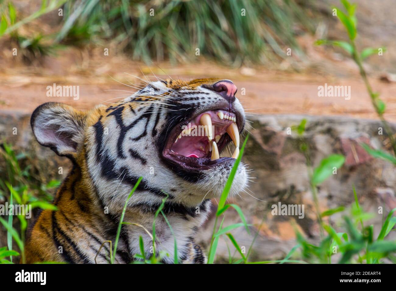 Teeth Royal Bengal tiger ,Nature Stock Photo - Alamy