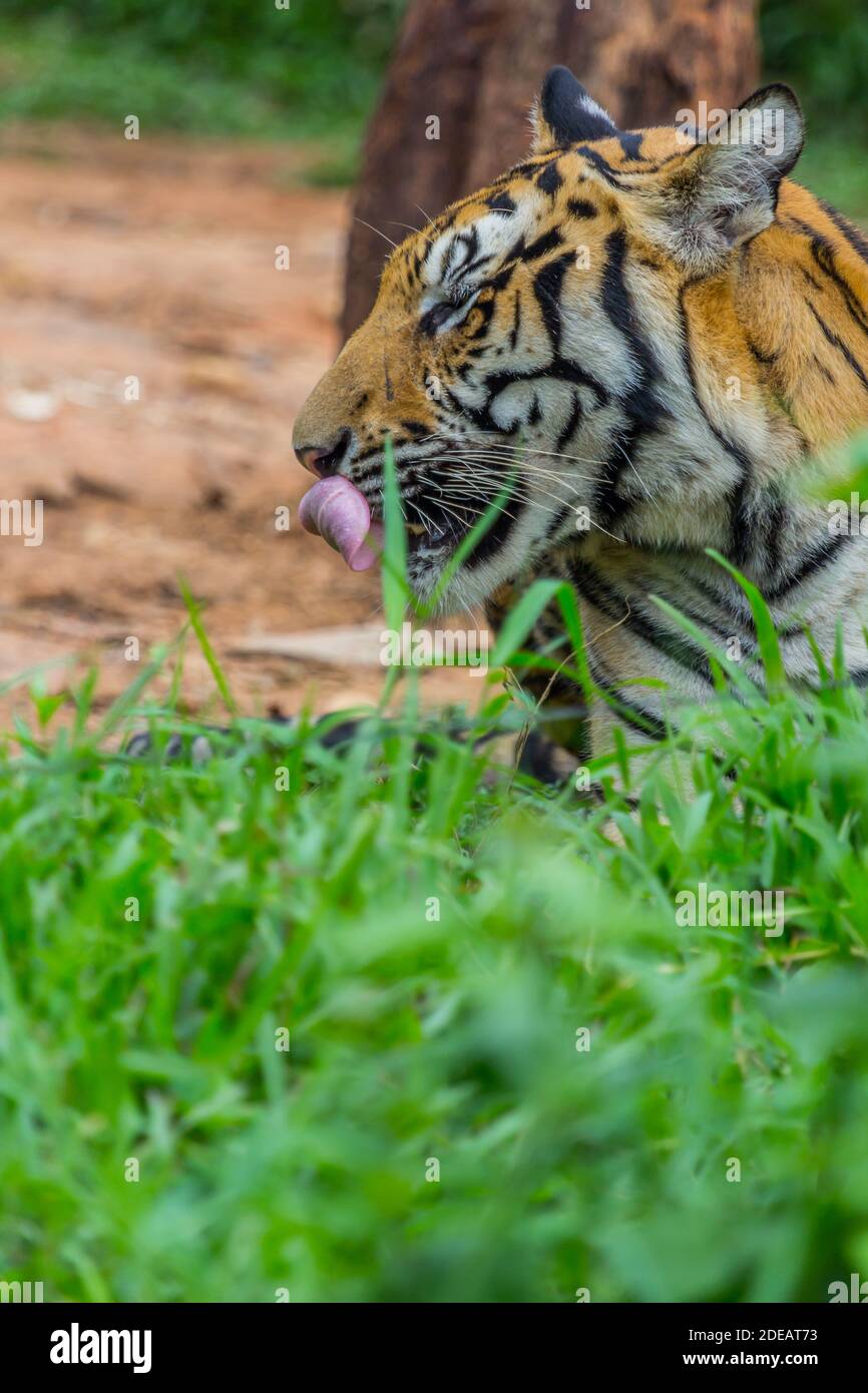 Tiger tongue Shirt , Nature Stock Photo - Alamy