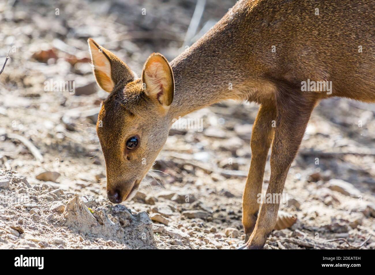 deer in soft morning light, Nature Stock Photo - Alamy