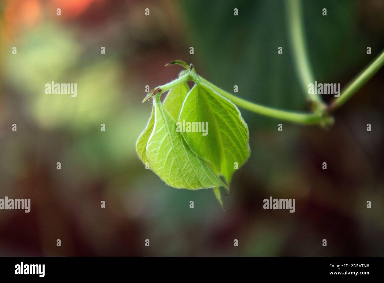 Natural and beautiful leaves background wallpaper Stock Photo - Alamy