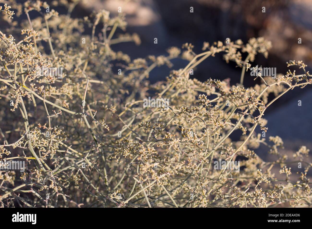 White blooms, Yucca Buckwheat, Eriogonum Plumatella, Polygonaceae ...