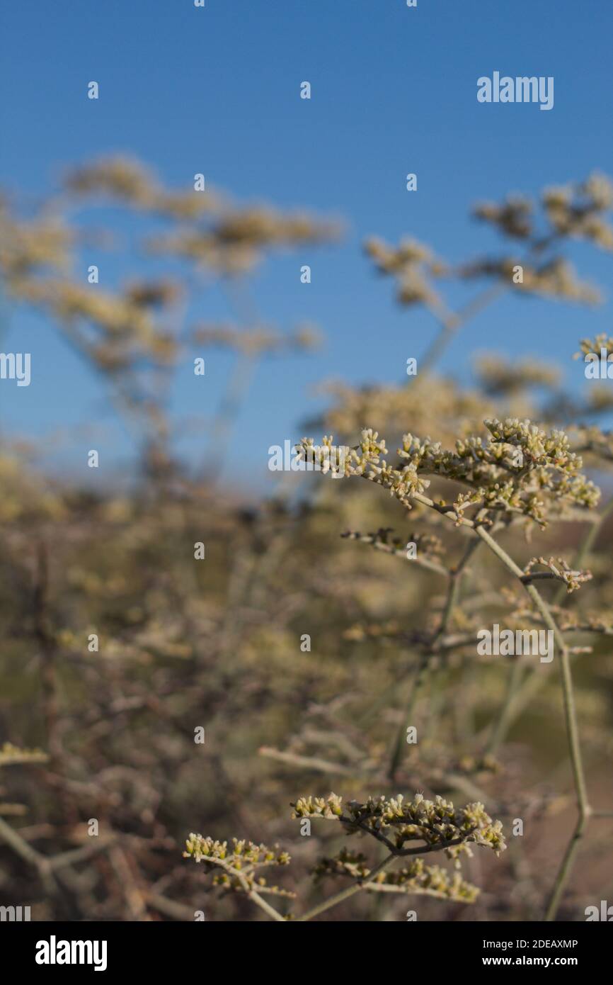 White blooms, Yucca Buckwheat, Eriogonum Plumatella, Polygonaceae ...