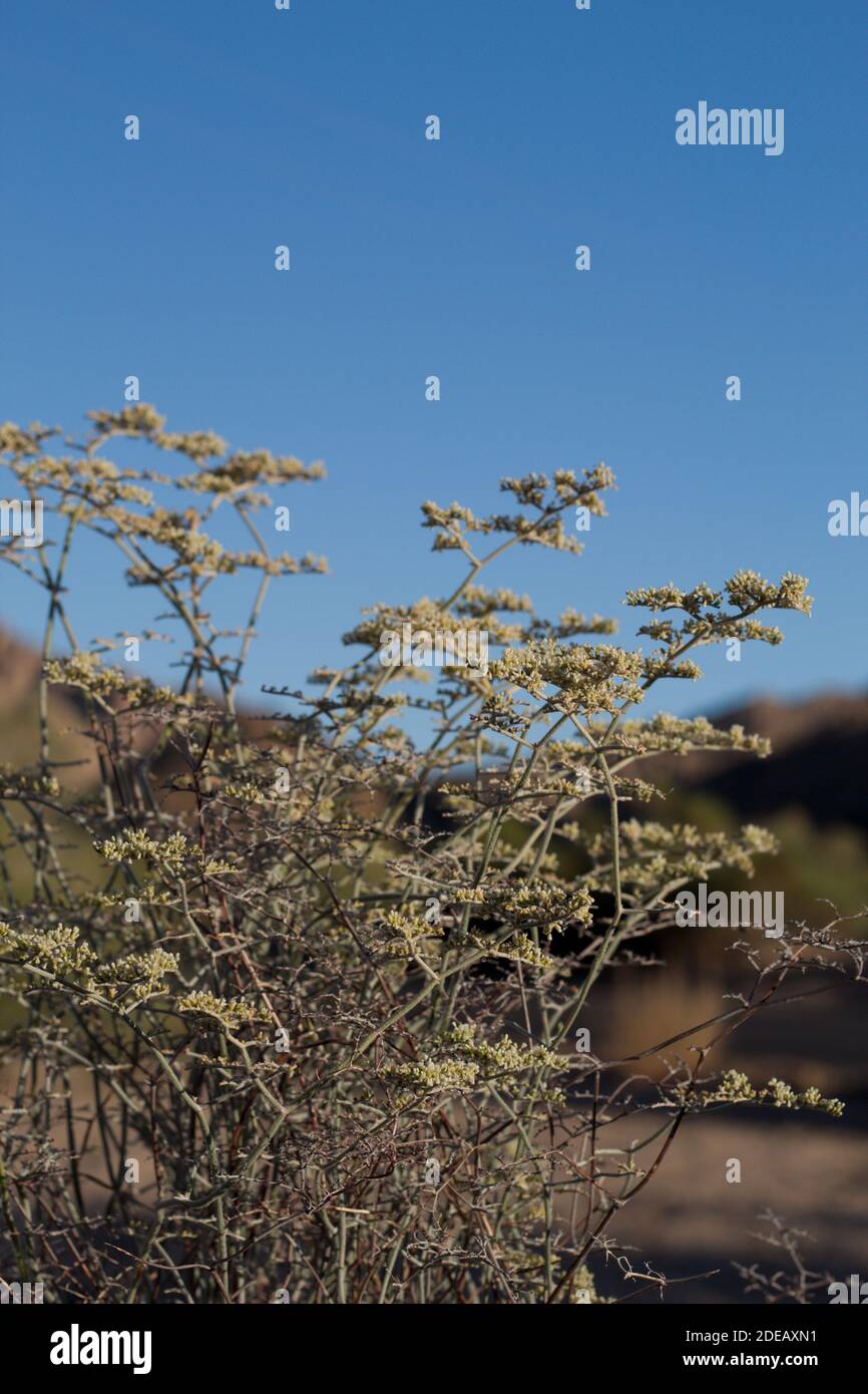 White blooms, Yucca Buckwheat, Eriogonum Plumatella, Polygonaceae ...