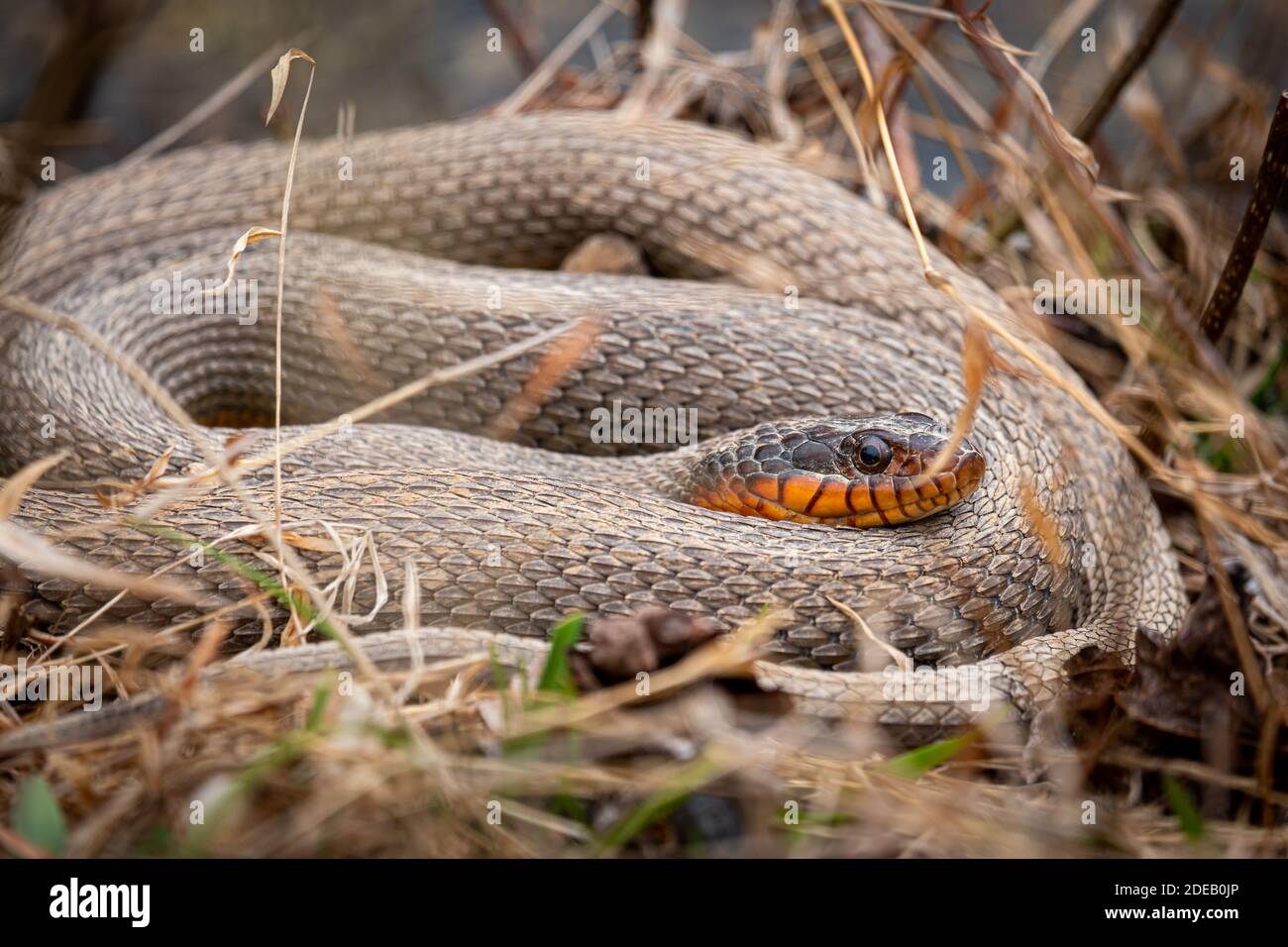 Red bellied snake hi-res stock photography and images - Alamy