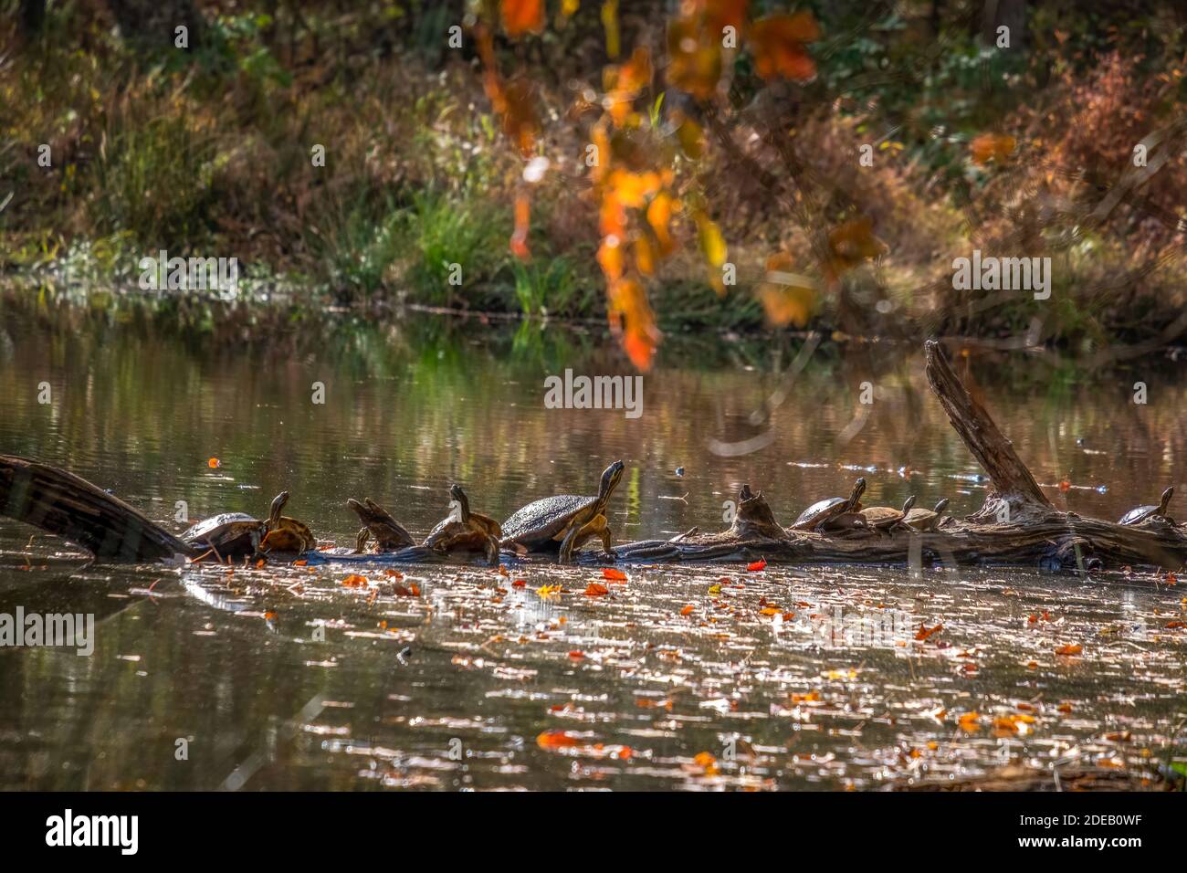 Turtles of various species share a log, with Fall colors dancing on the ...