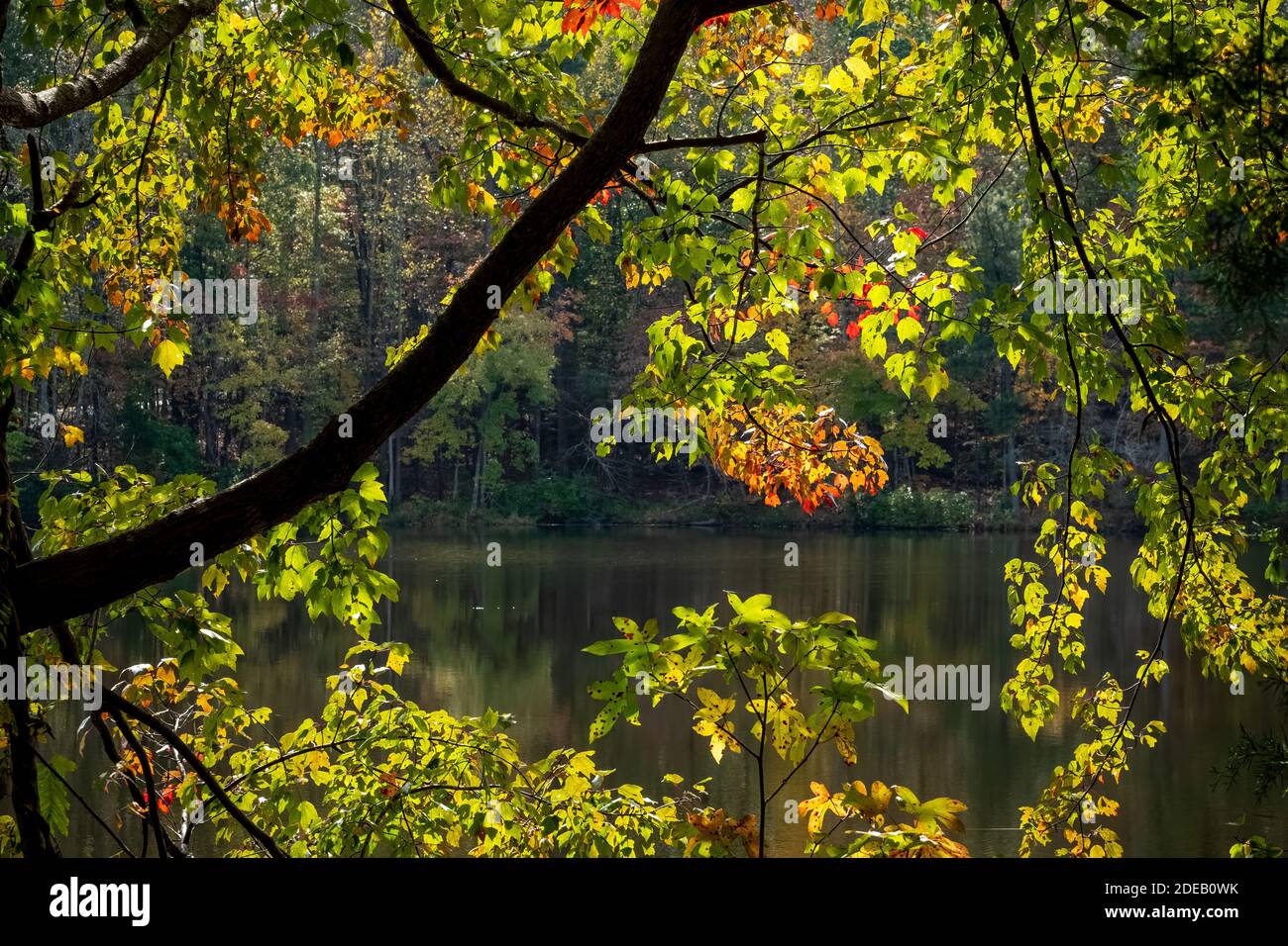 Autumn vibes from underneath a sunlit tree canopy. Raleigh, North ...