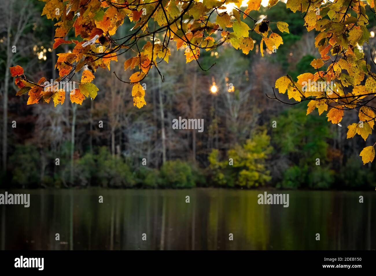 Autumn vibes with Red Maple (Acer rubrum) at Yates Mill County Park ...