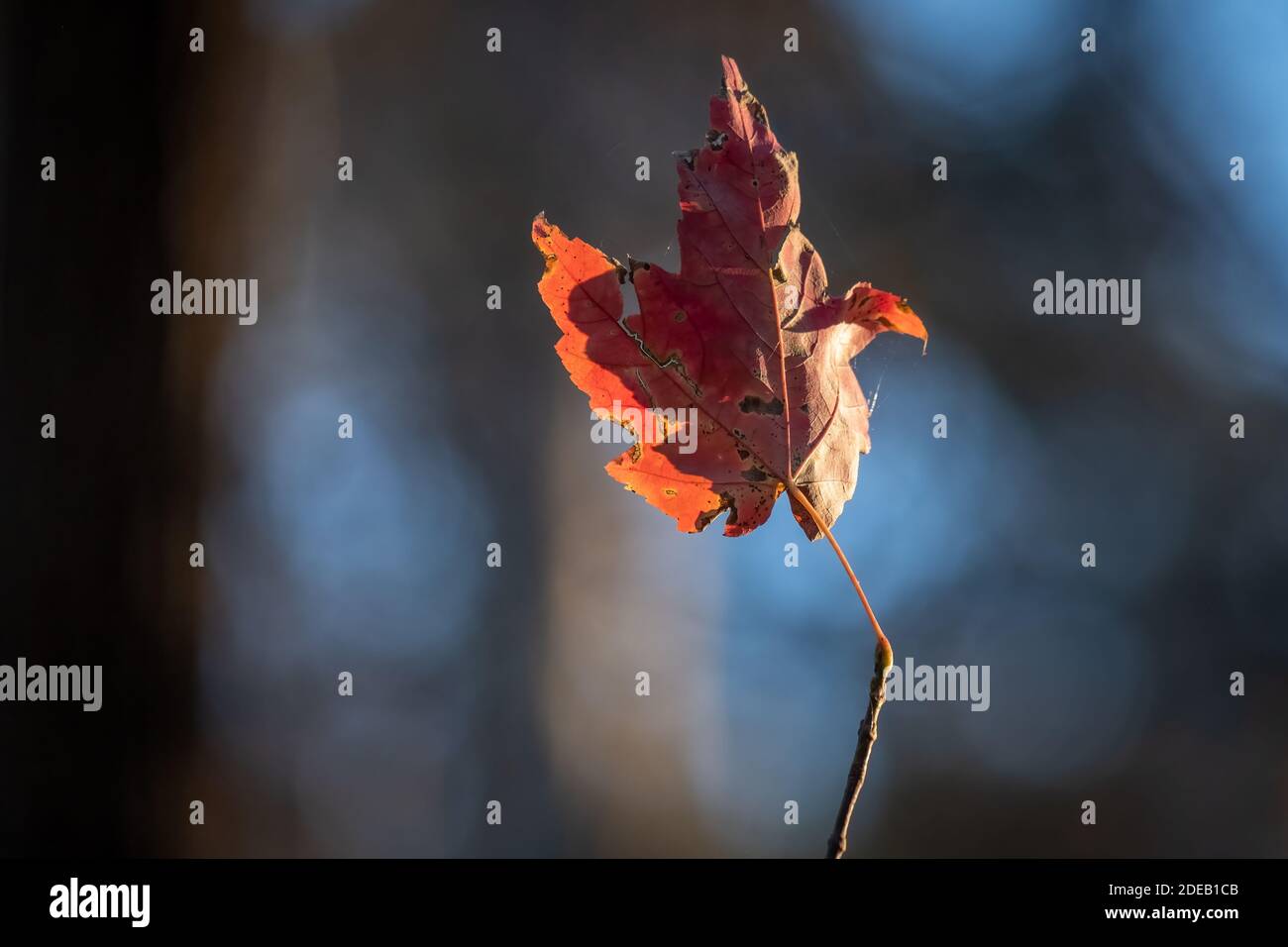 Autumn vibes with a single Red Maple (Acer rubrum) leaf. Raleigh, North ...