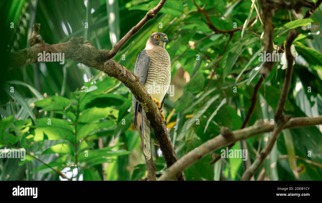 Predatorial hi-res stock photography and images - Alamy