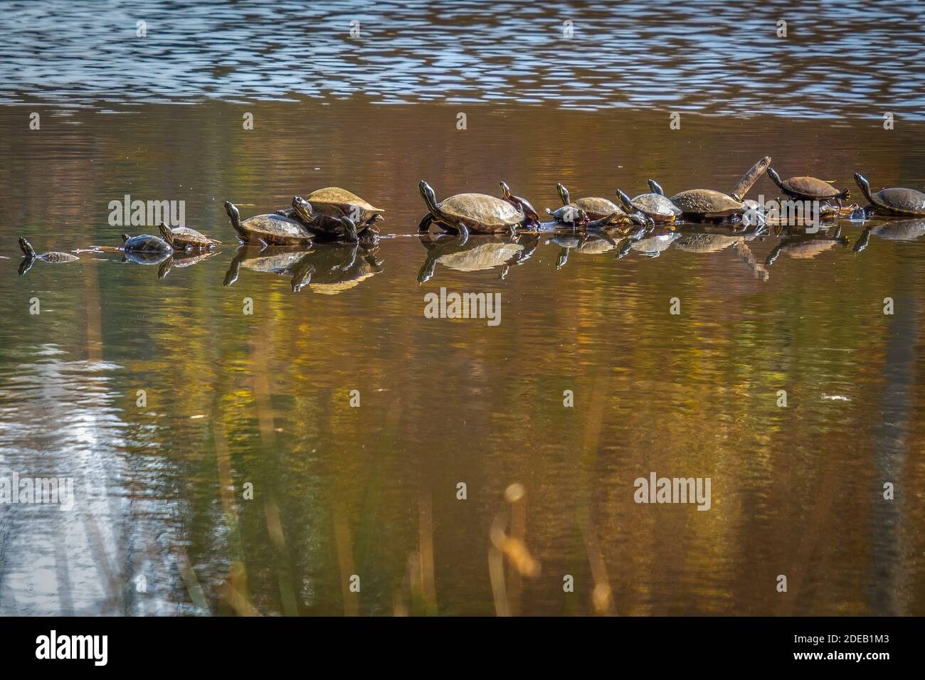 Turtles of various species share a log, with Autumn colors dancing on ...