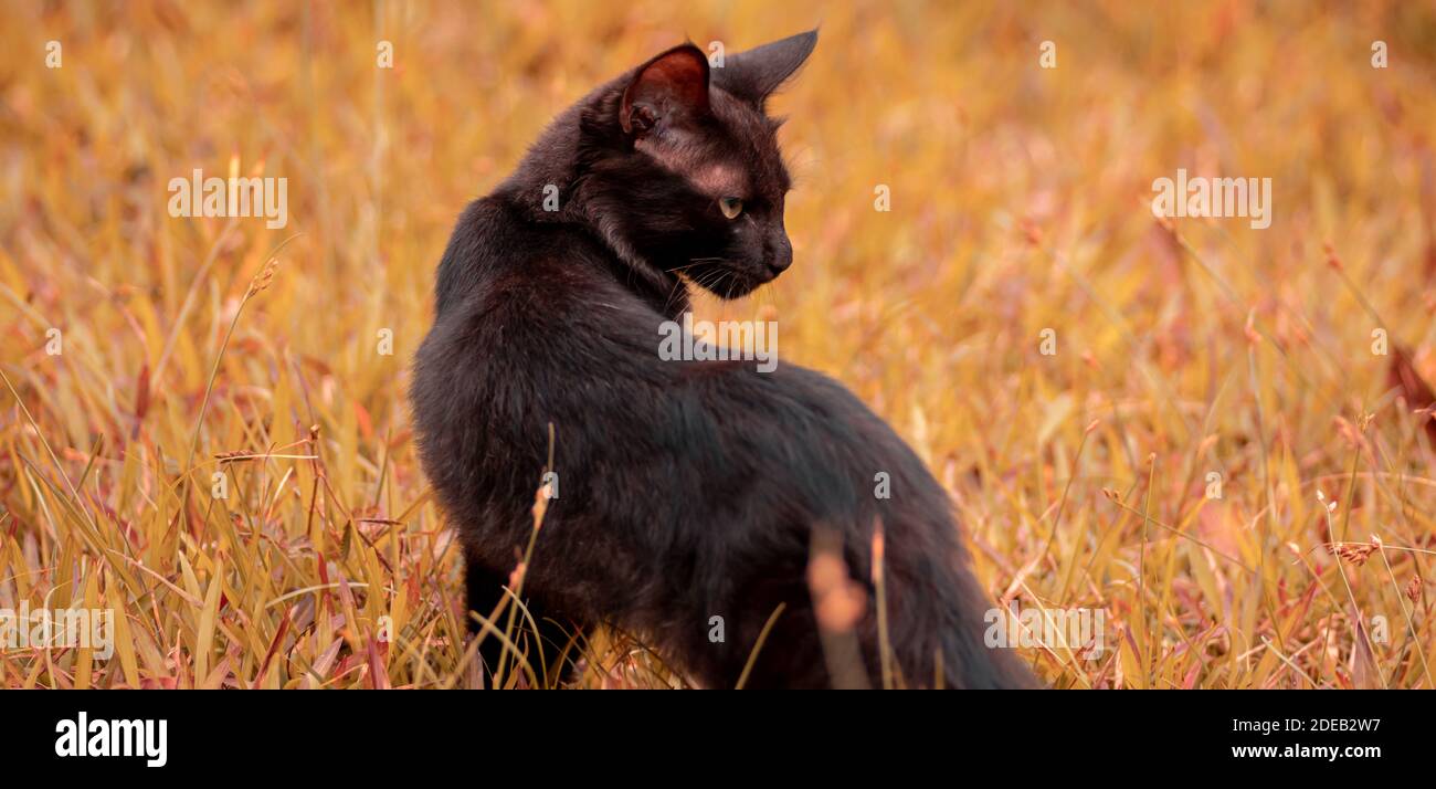 Having a look behind, eyes locked up sharp focus, furious and angry ...