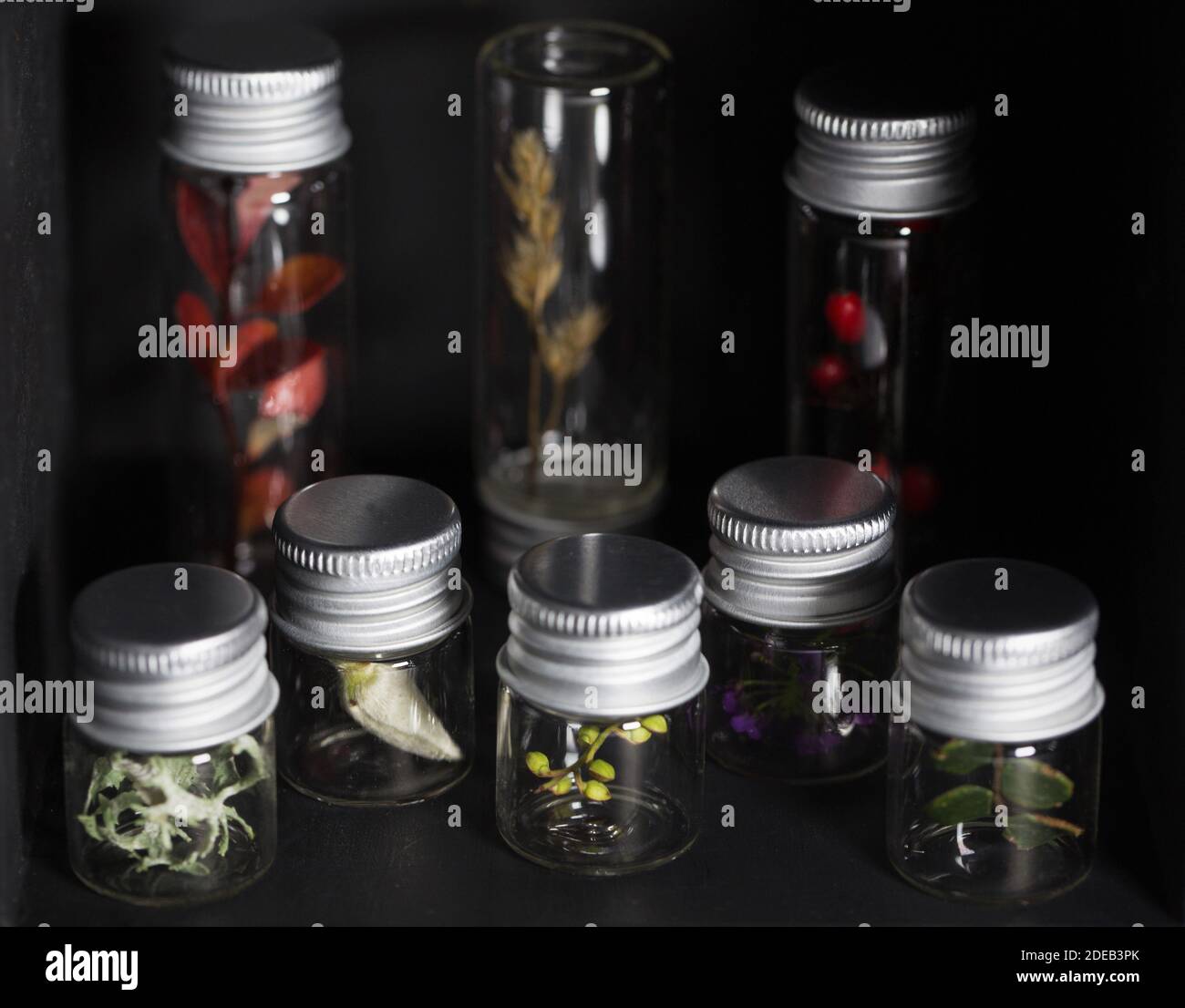 A collection of autumn foraged plants and other natural objects, in ...