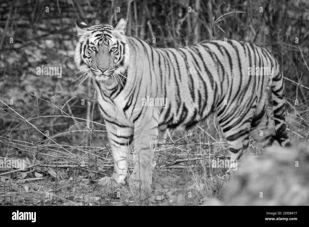 Bengal tiger (Panthera tigris tigris) is native to the Indian ...