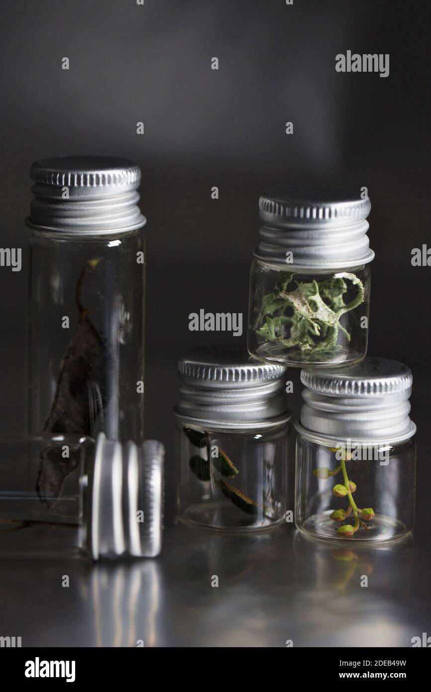 A collection of autumn foraged plants and other natural objects, in ...