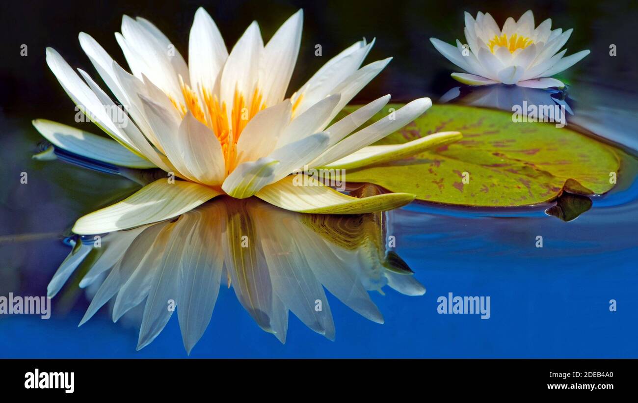 River Lotus High Resolution Stock Photography and Images - Alamy