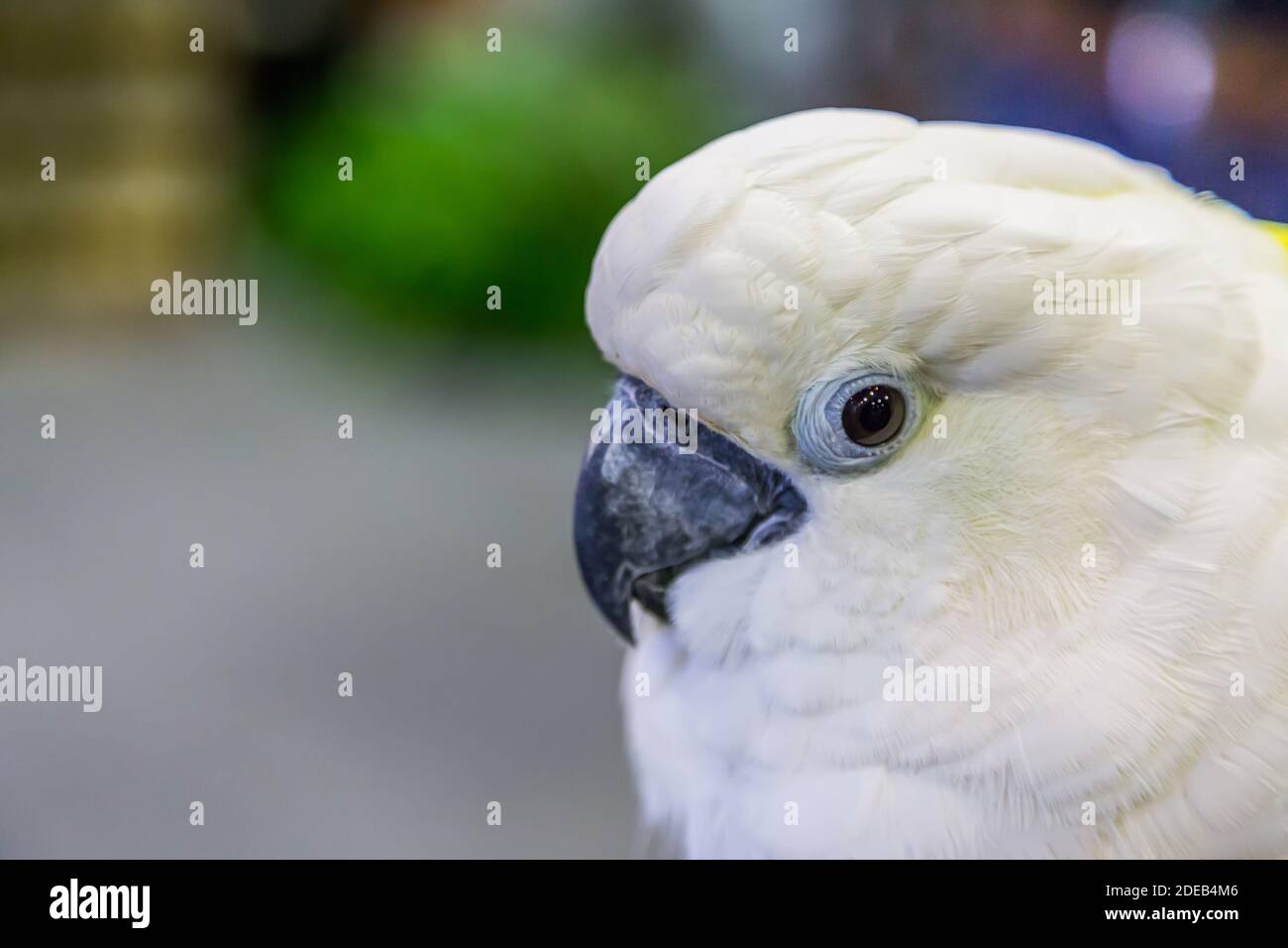 Eye of Yellow-crested Cockatoo (Cacatua sulphurea) ,Nature Stock Photo ...