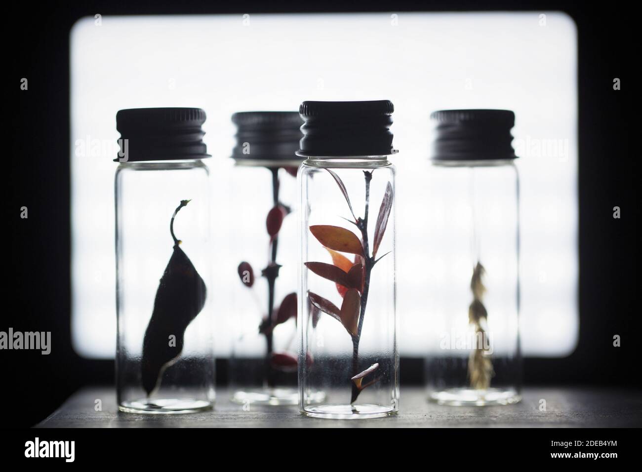 A collection of autumn foraged plants and other natural objects, in ...