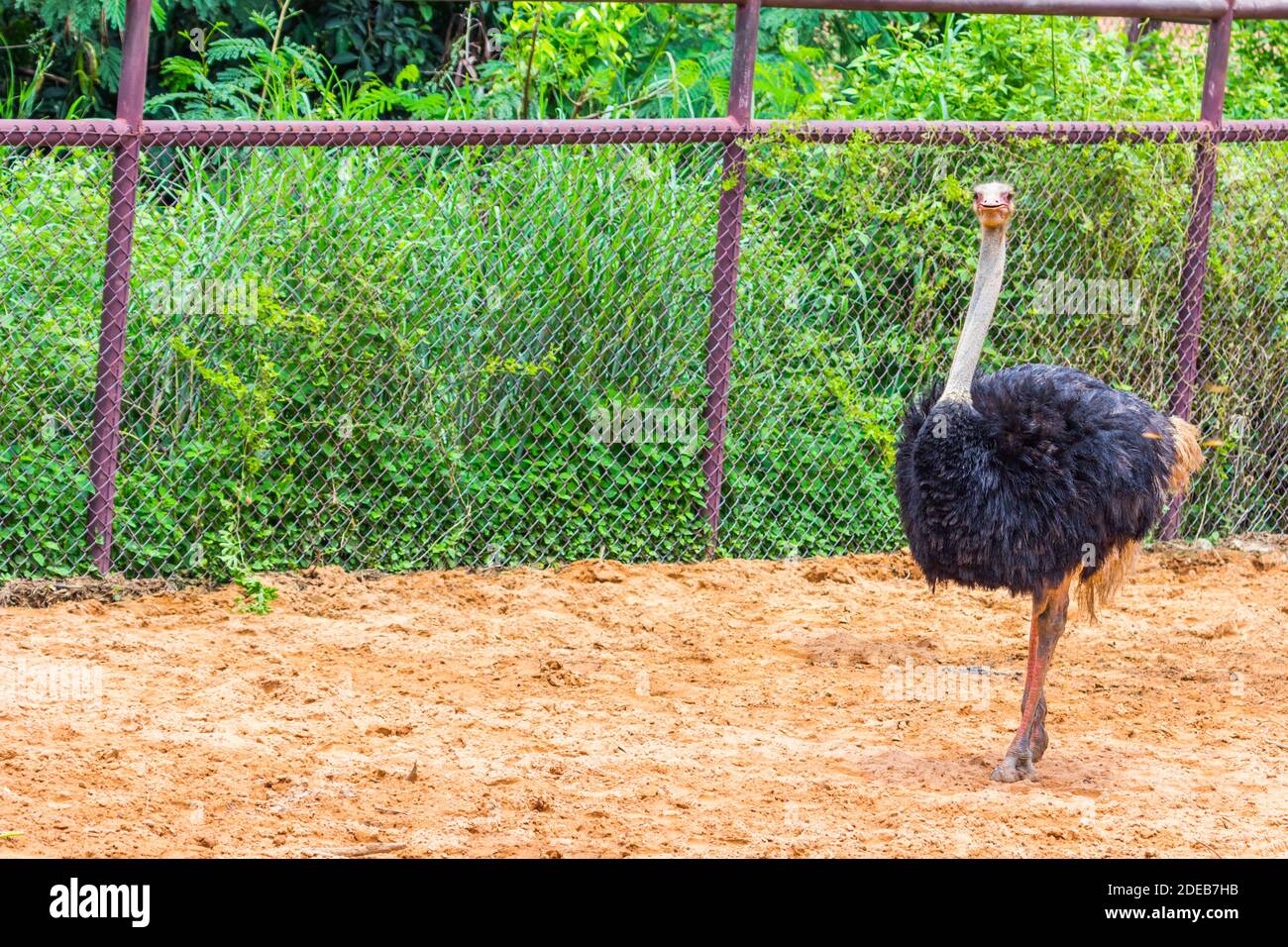 Body of Ostrich in the morning Stock Photo - Alamy