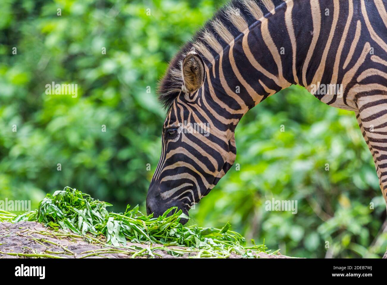 Zebra portrait face and head between eating, Nature Stock Photo - Alamy
