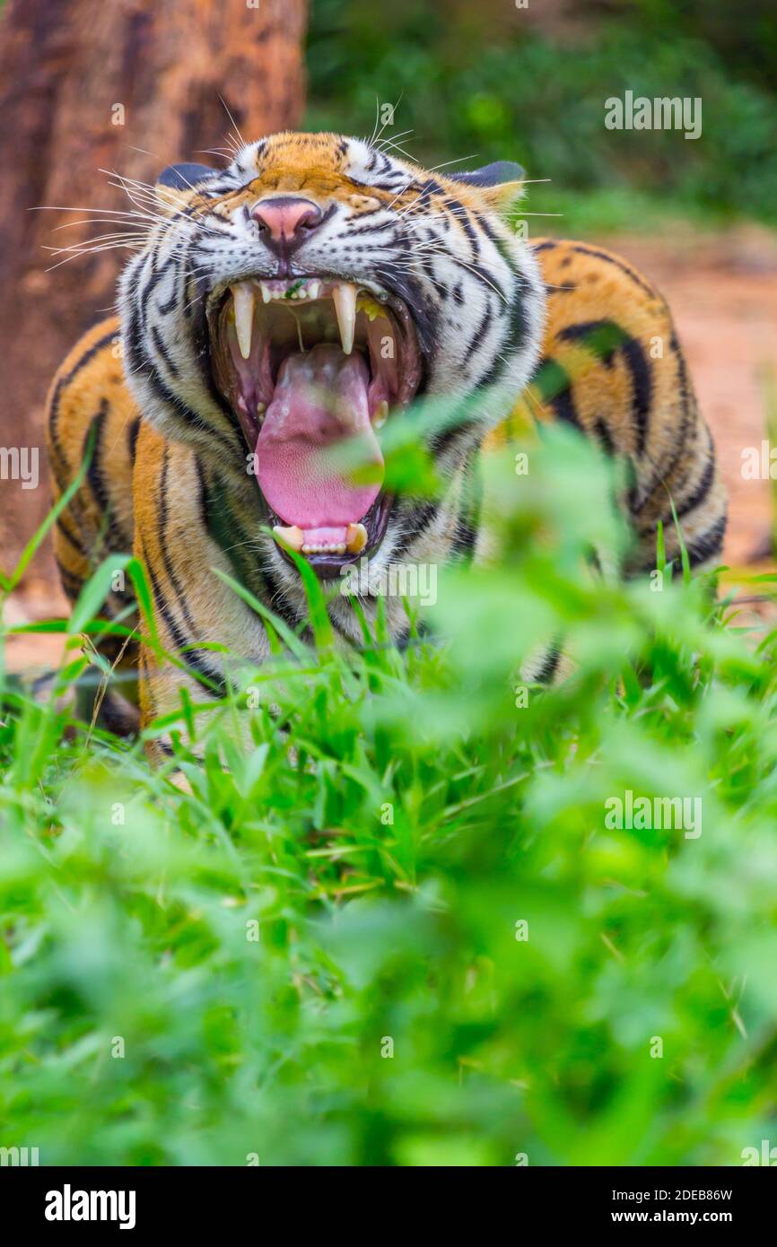 Tiger angry teeth , Nature Stock Photo - Alamy