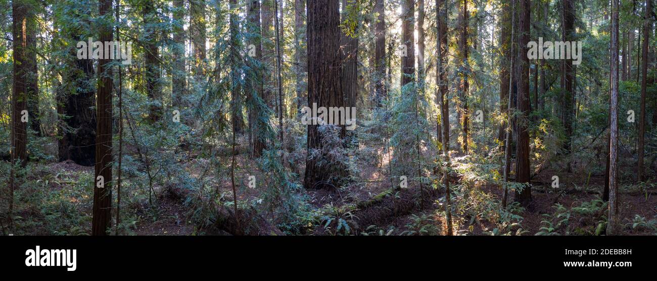 Sunlight descends into the shadows of a forest of Redwood trees ...