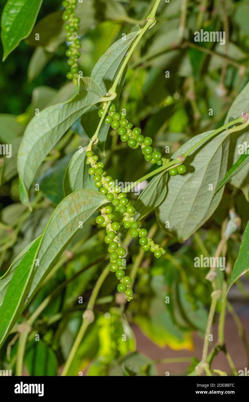 Pepper Tree (botanical name is Piper Nigrum) in Natural Garden Stock ...