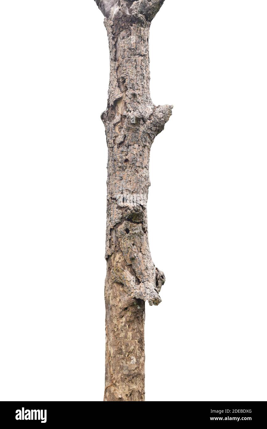Trunk of a dry tree Isolated on white background Stock Photo - Alamy