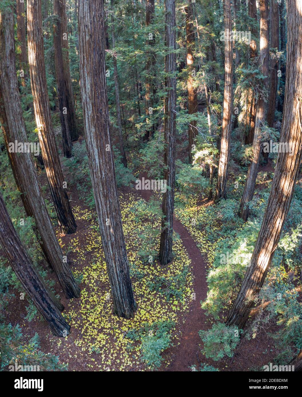 Sunlight descends into the shadows of a forest of Redwood trees ...
