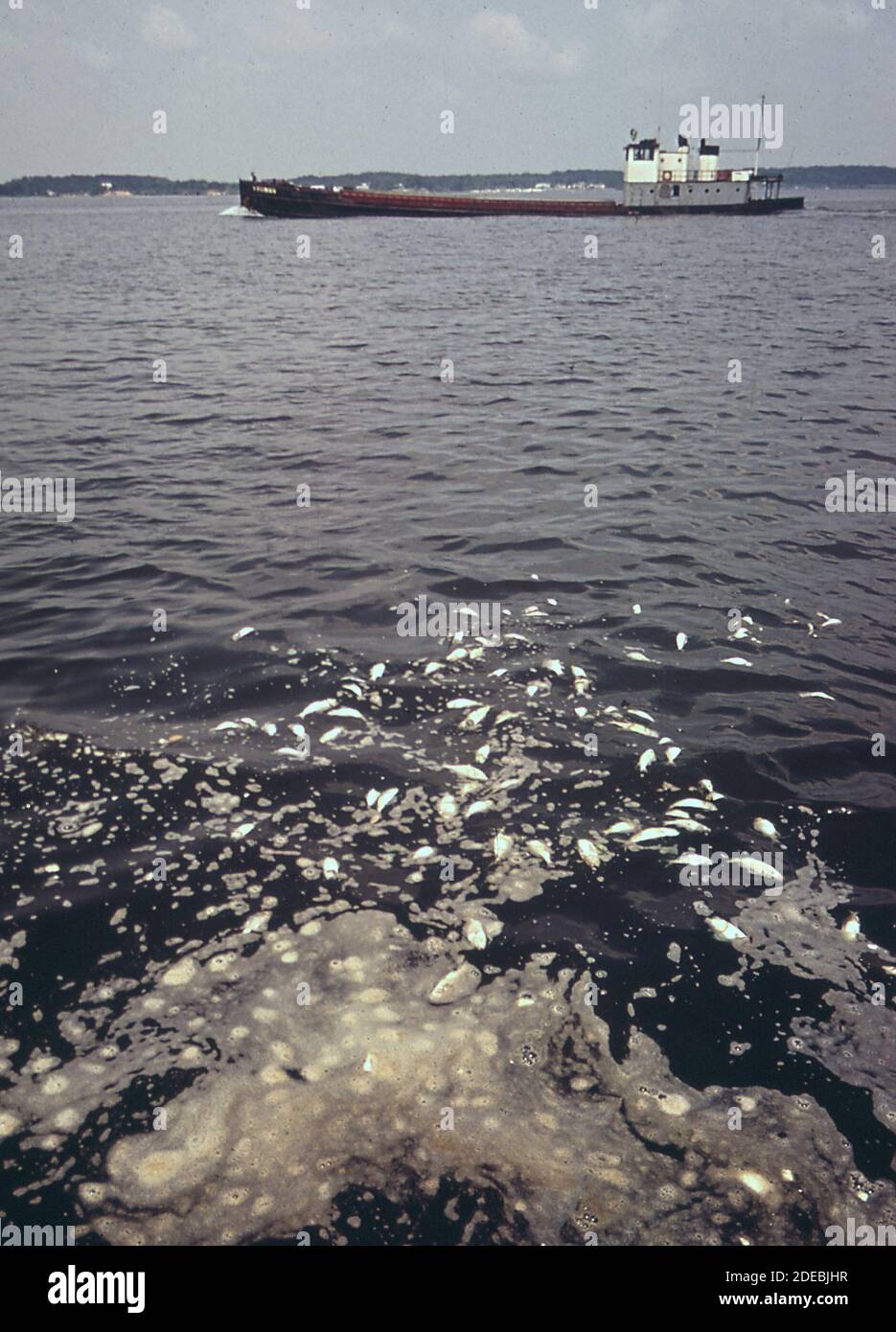 Dead menhaden float along the tide line just north of the Chesapeake ...
