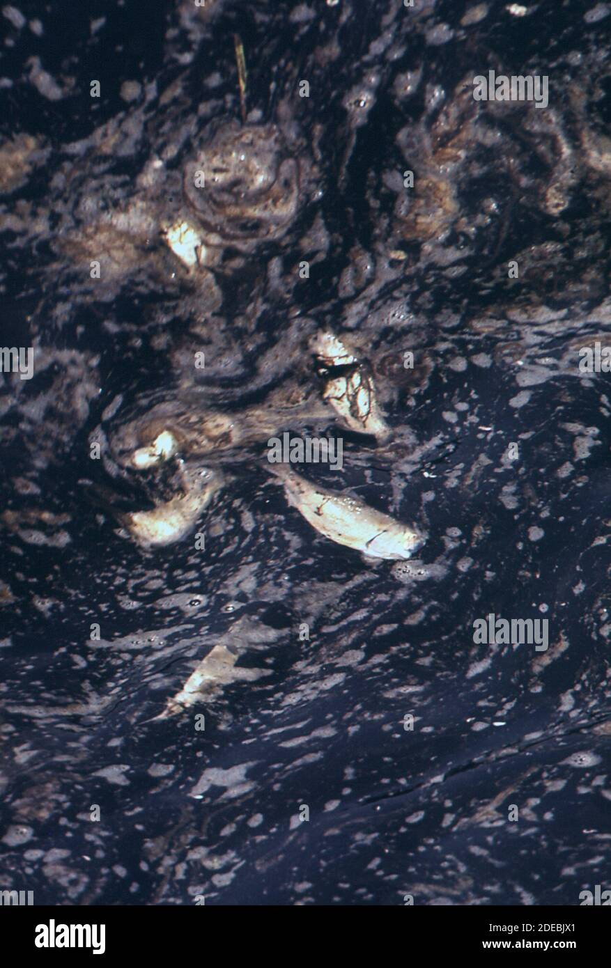 Dead menhaden floating along the tide line just north of the Chesapeake ...