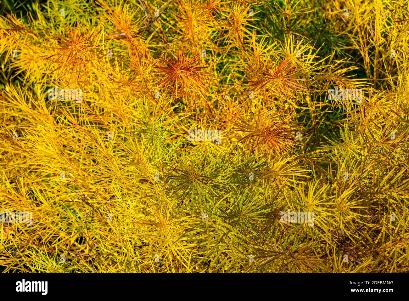 Fall color in the garden, bush in bright yellow colors, as a nature ...