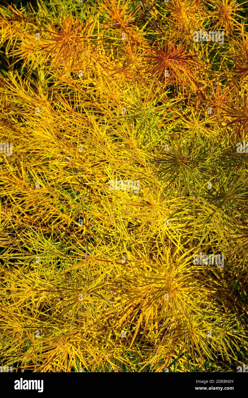 Fall color in the garden, bush in bright yellow colors, as a nature ...