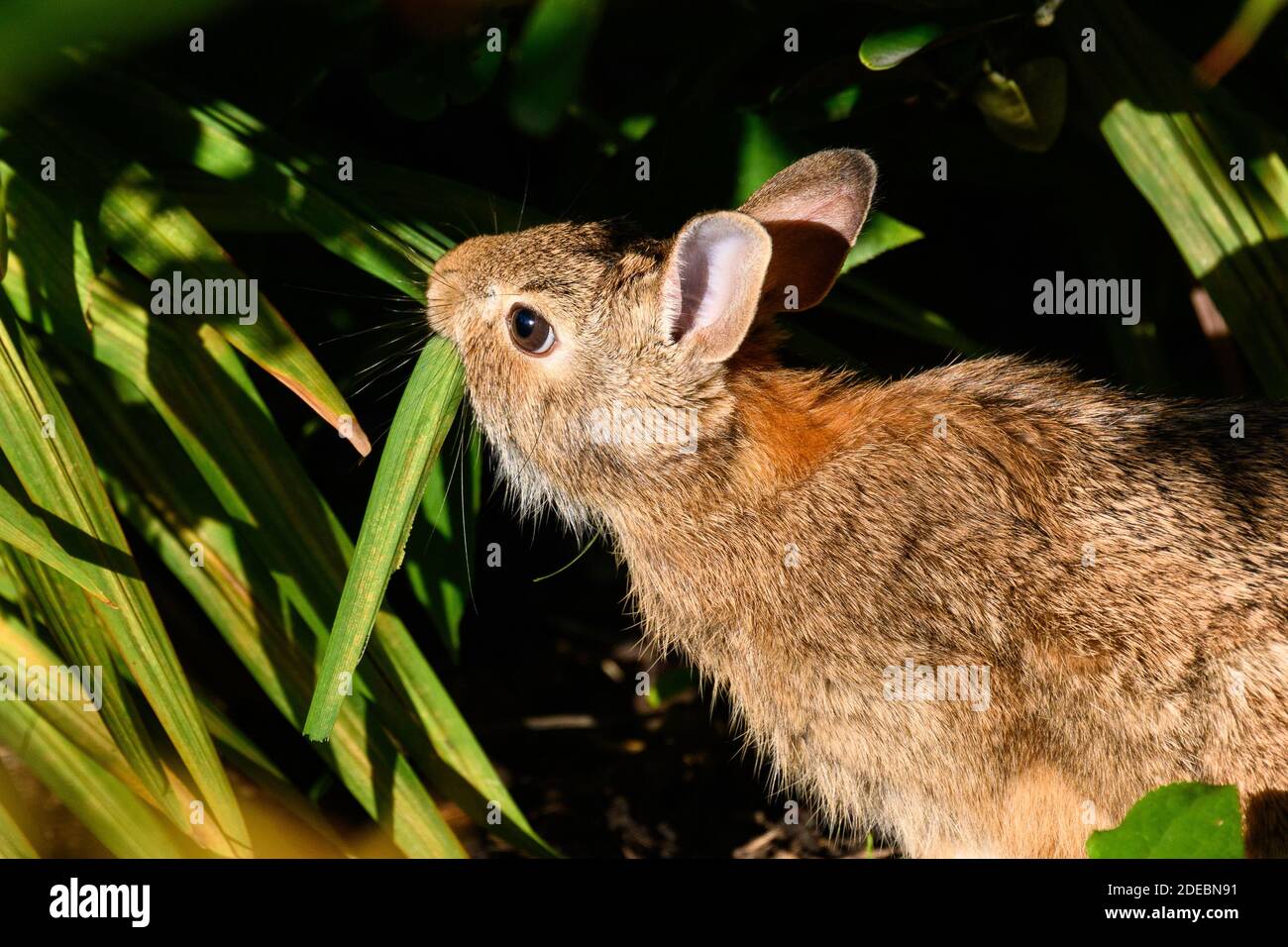 Cute young native bunny eating leaves in a garden on a sunny day Stock ...