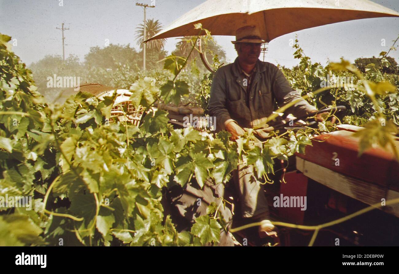 1970s vineyard farmer hi-res stock photography and images - Alamy