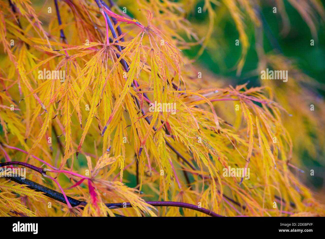 Fall color in a closeup of Japanese Maple tree yellow leaves Stock ...