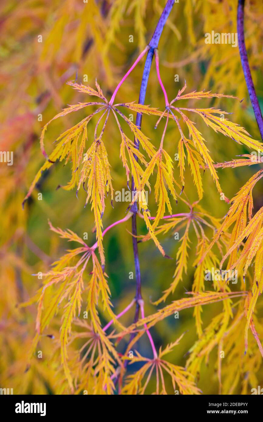 Fall color in a closeup of Japanese Maple tree yellow leaves Stock ...