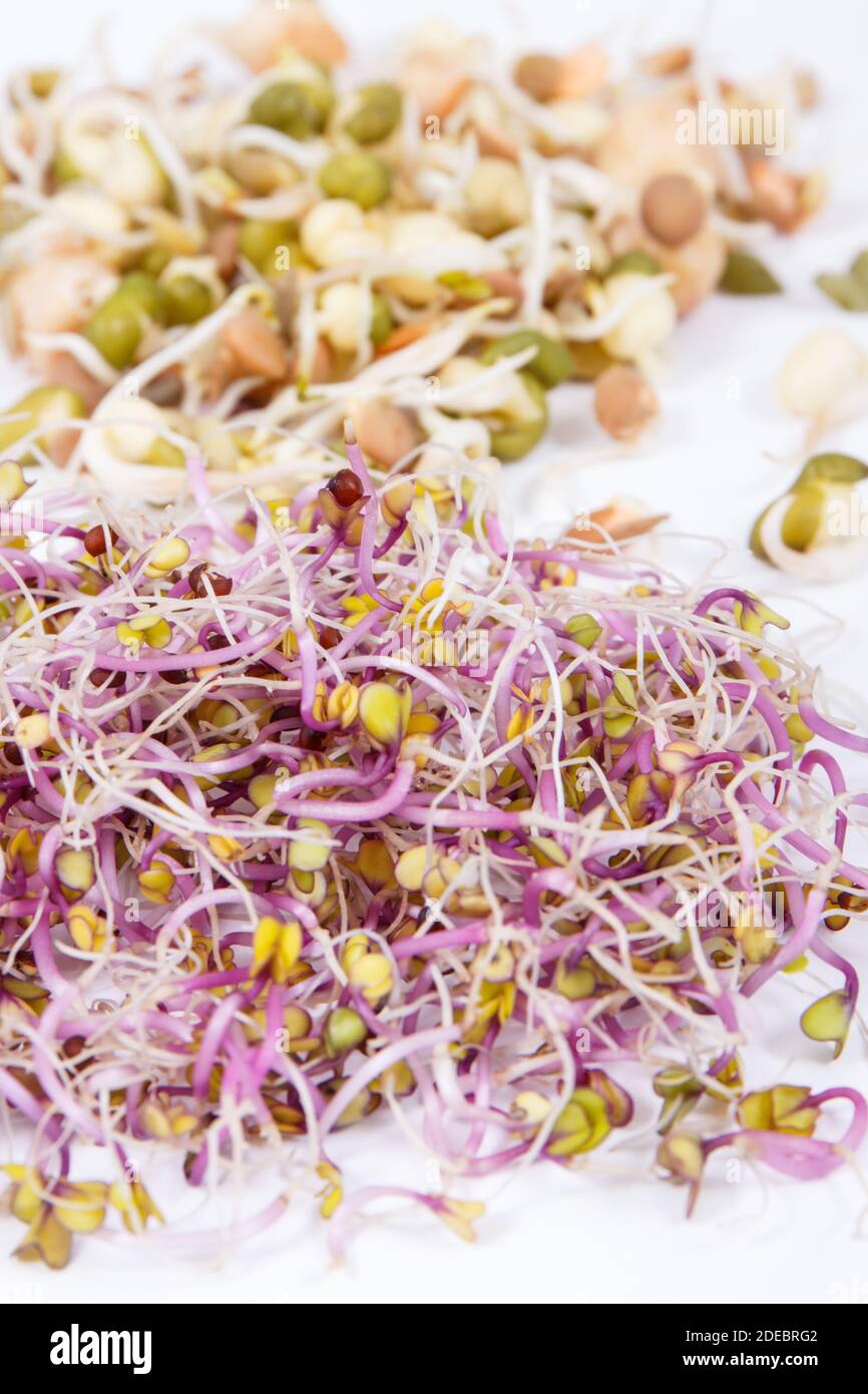 Nutritious different sprouts as source natural vitamins and minerals ...