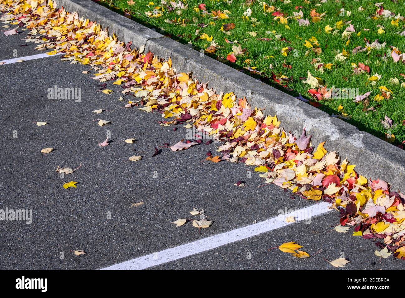 Fallen colorful fall leaves piled against curb in a parking lot Stock ...