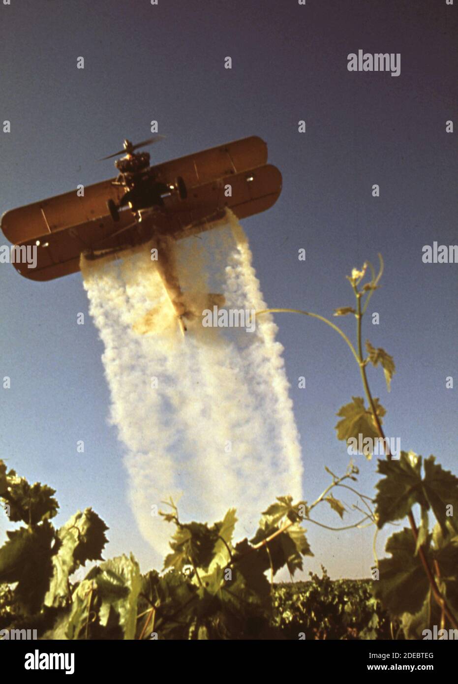 1970s Photos (1972) - Dusting sulphur to retard mildew on grapevines ...