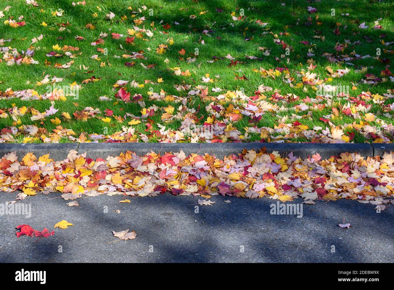 Fallen colorful fall leaves piled against curb in a parking lot Stock ...