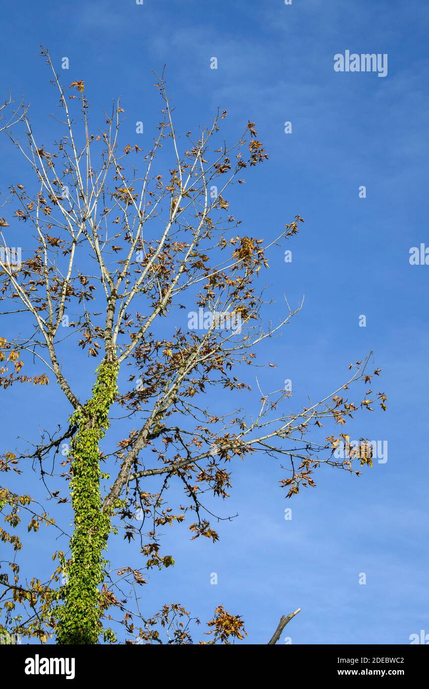 Invasive English Ivy growing up a leafless fall tree against a blue sky ...