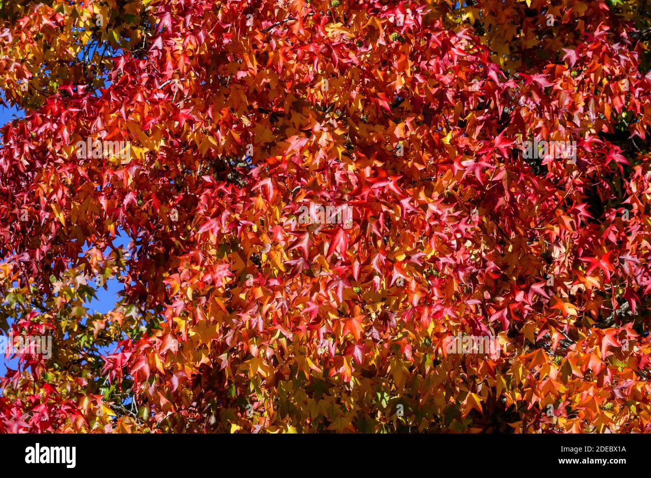 Vibrant fall leaves on an American Sweet Gum tree, reds, oranges, and ...