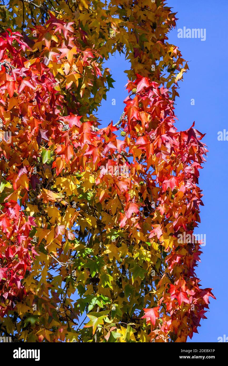 American sweet gum hi-res stock photography and images - Alamy
