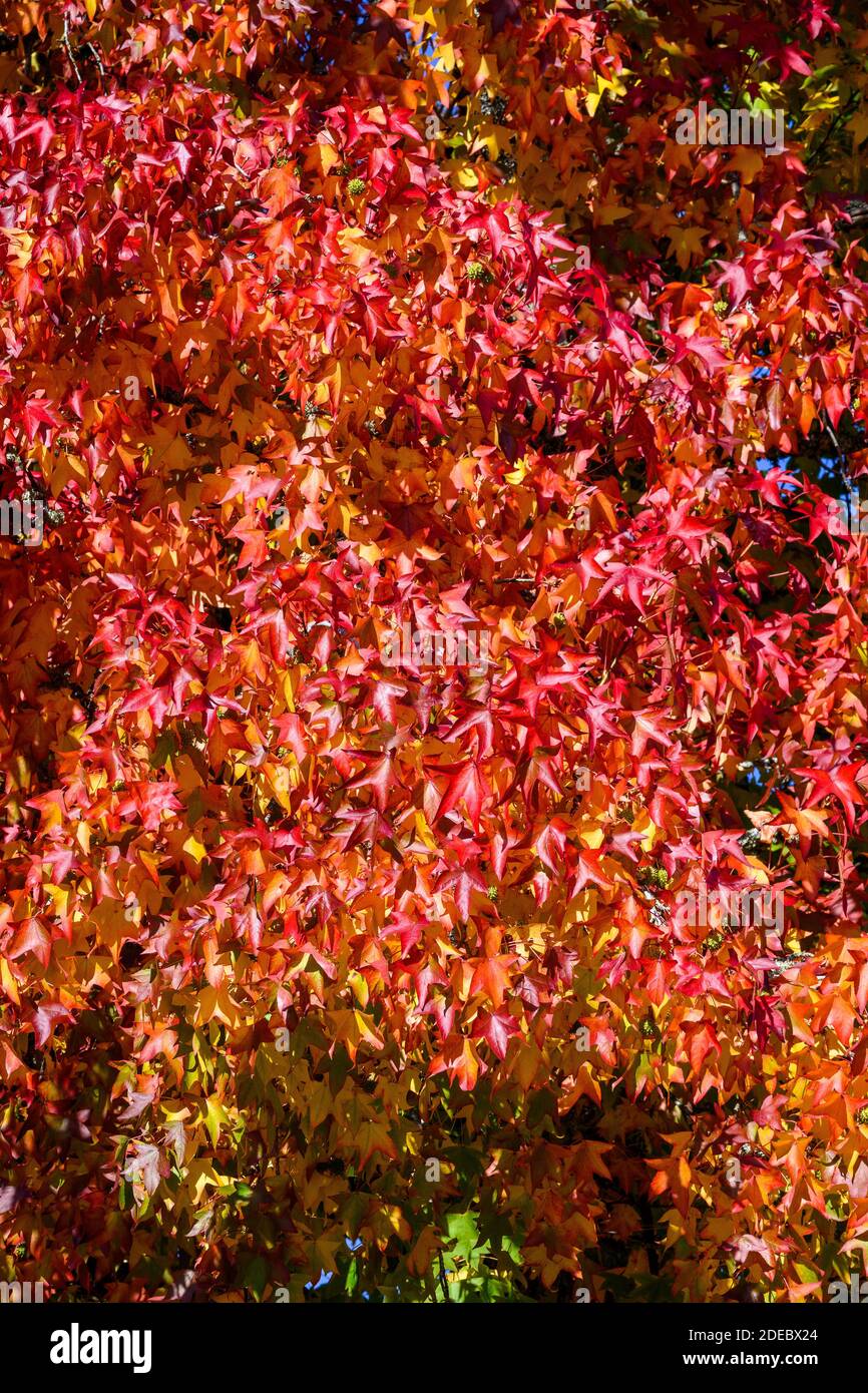 Vibrant fall leaves on an American Sweet Gum tree, reds, oranges, and ...