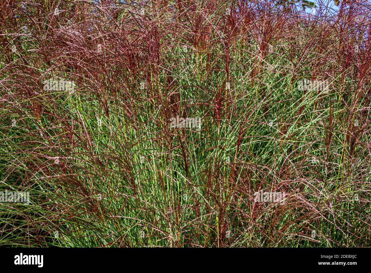 Tall ornamental grass in a garden in fall greens and reds, as a nature ...