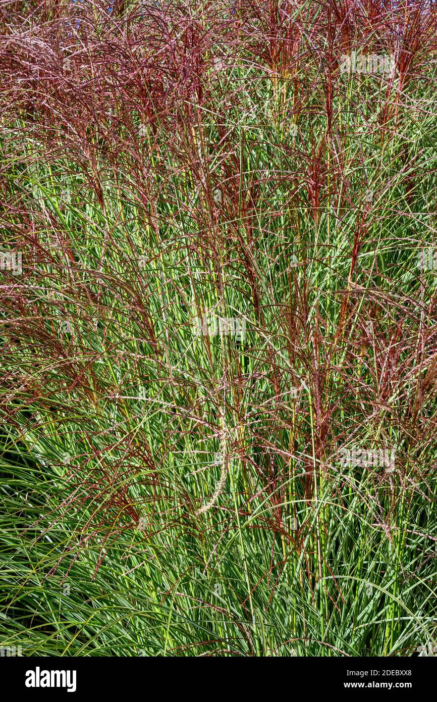 Tall ornamental grass in a garden in fall greens and reds, as a nature ...
